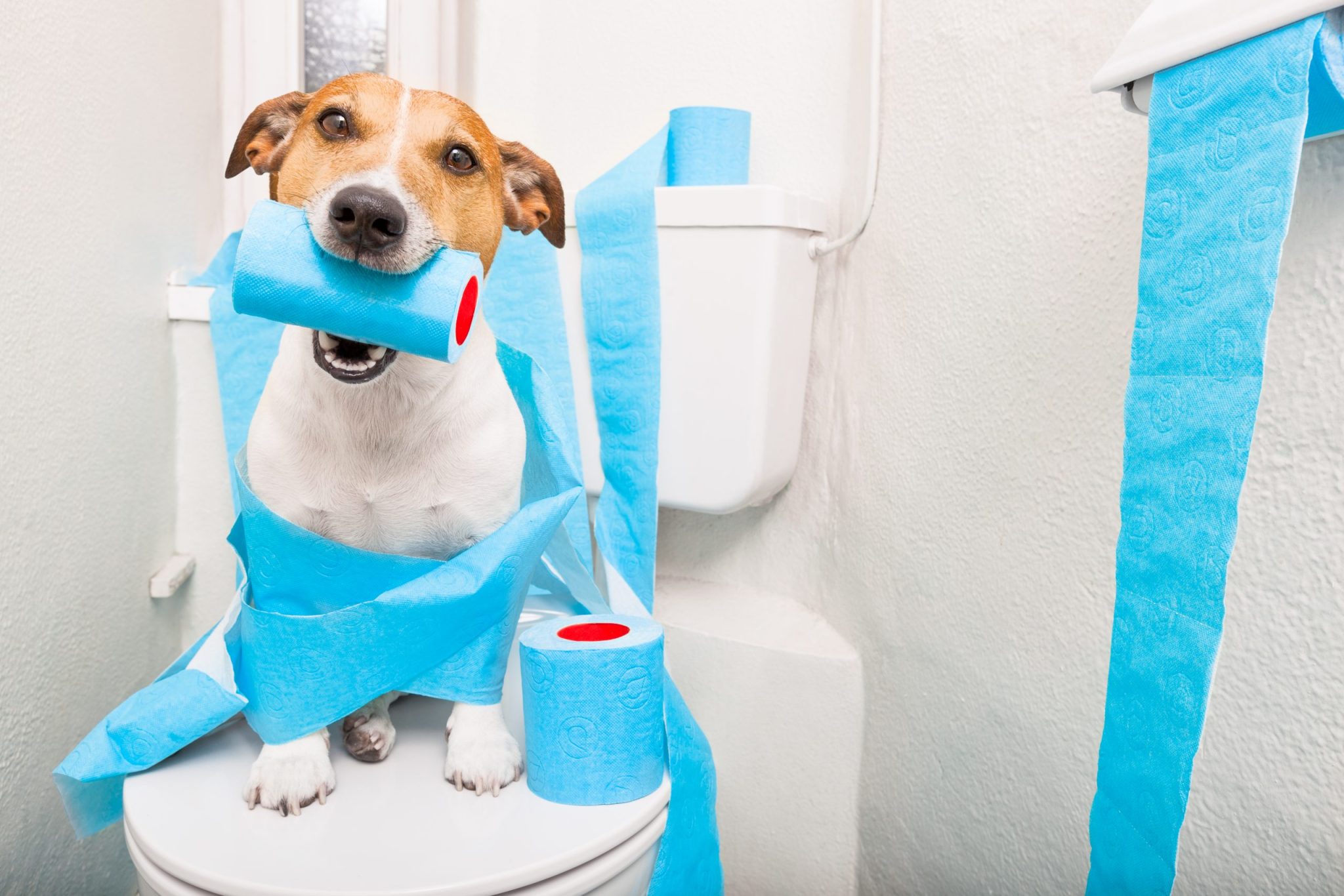 The Ultimate Guide to Dog Potty Training | Tips & Tricks